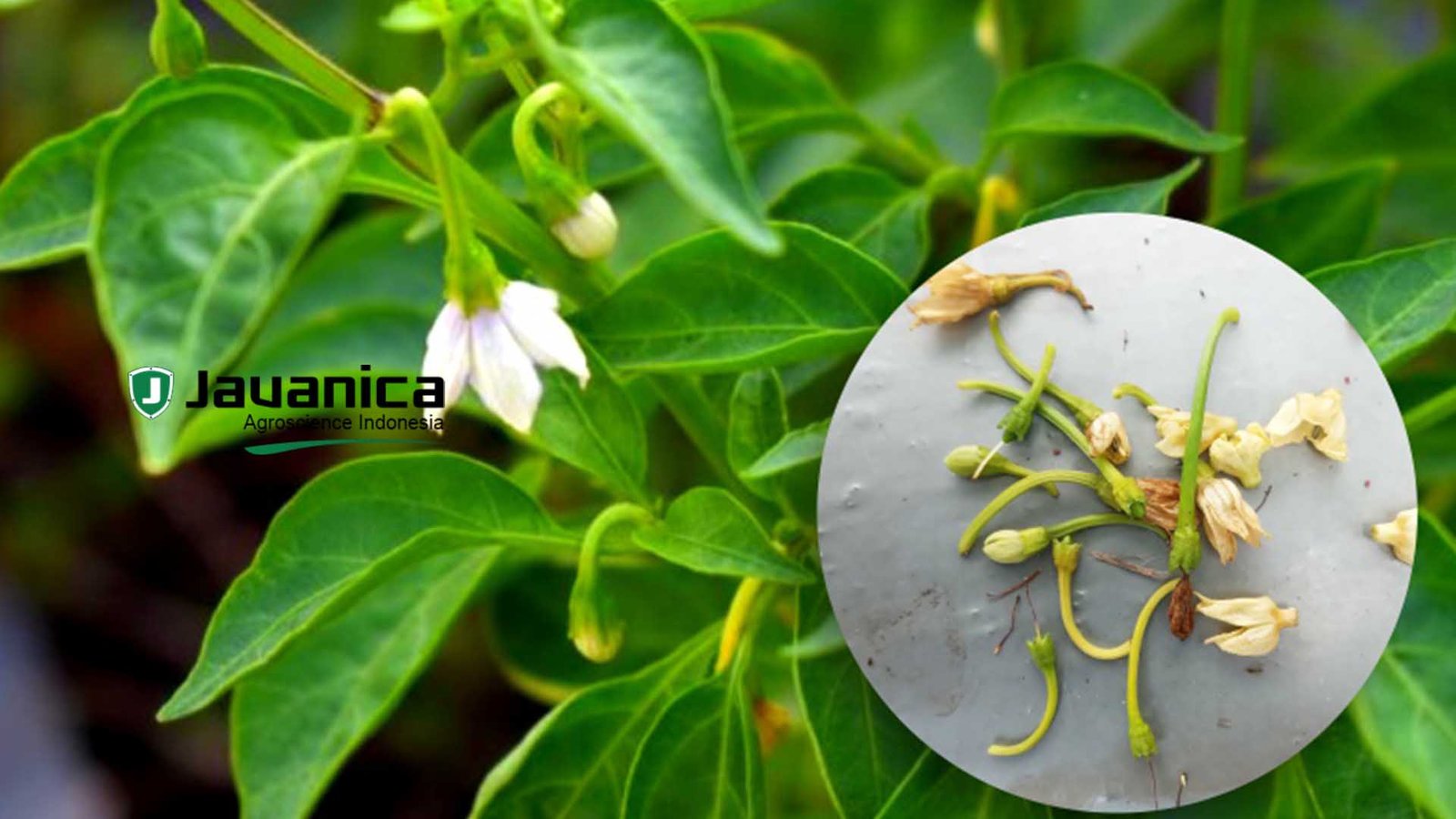 Penyebab Bunga Rontok dan Cara Mengatasinya - Javanica Indonesia