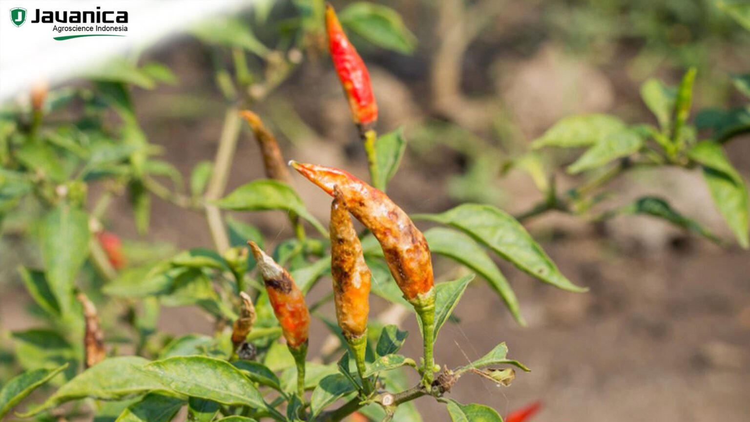 4 Cara Jitu atasi Layu Fusarium Pada tanaman Cabai - Javanica Indonesia