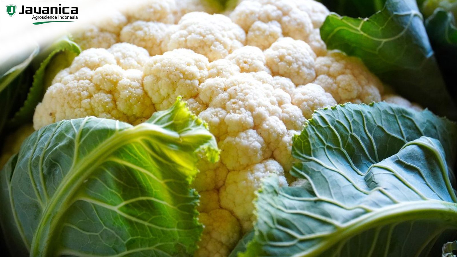5 Cara Hadapi Penyakit Pada Bunga Kol - Javanica Indonesia