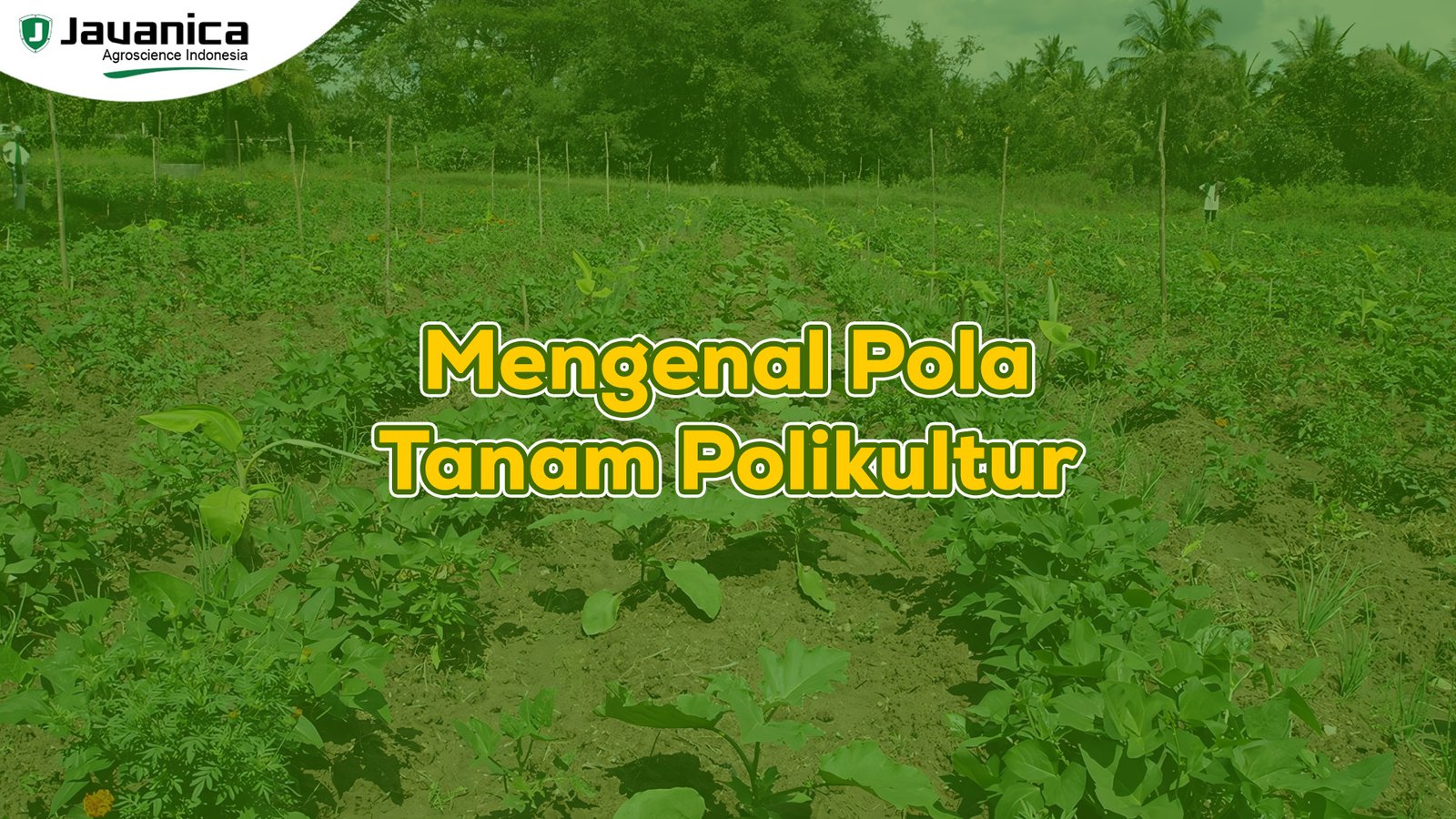 Mengenal Pola Tanam Polikultur - Javanica Indonesia Mengenal Pola Tanam Polikultur - Javanica Indonesia