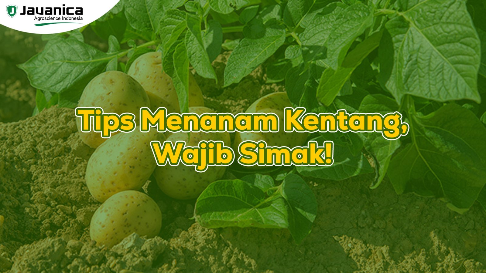 Tips Menanam Kentang, Wajib Simak! - Javanica Indonesia
