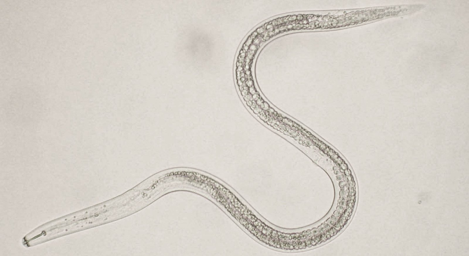Mengenal Nematoda : Parasit Perusak Tanaman - Javanica Indonesia